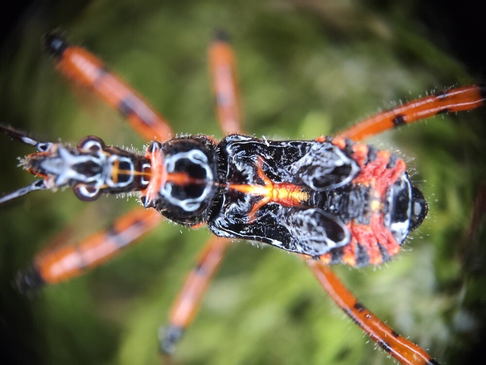 Raubwanzen / Wanzen / Insekten | Entomologie-Schwabe
