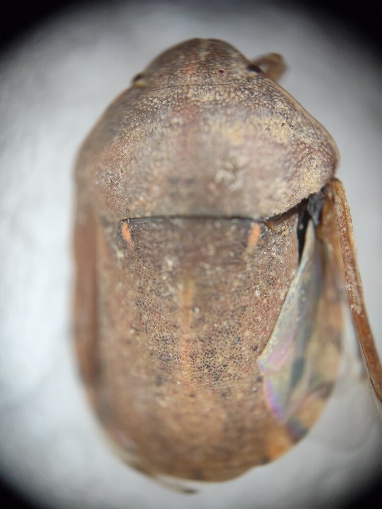 Schildwanzen / Wanzen / Insekten | Entomologie-Schwabe