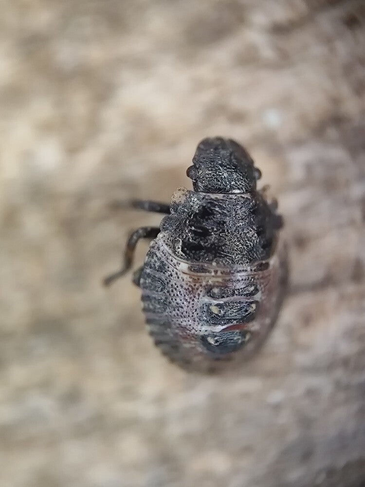 Baumwanzen / Wanzen / Insekten | Entomologie-Schwabe