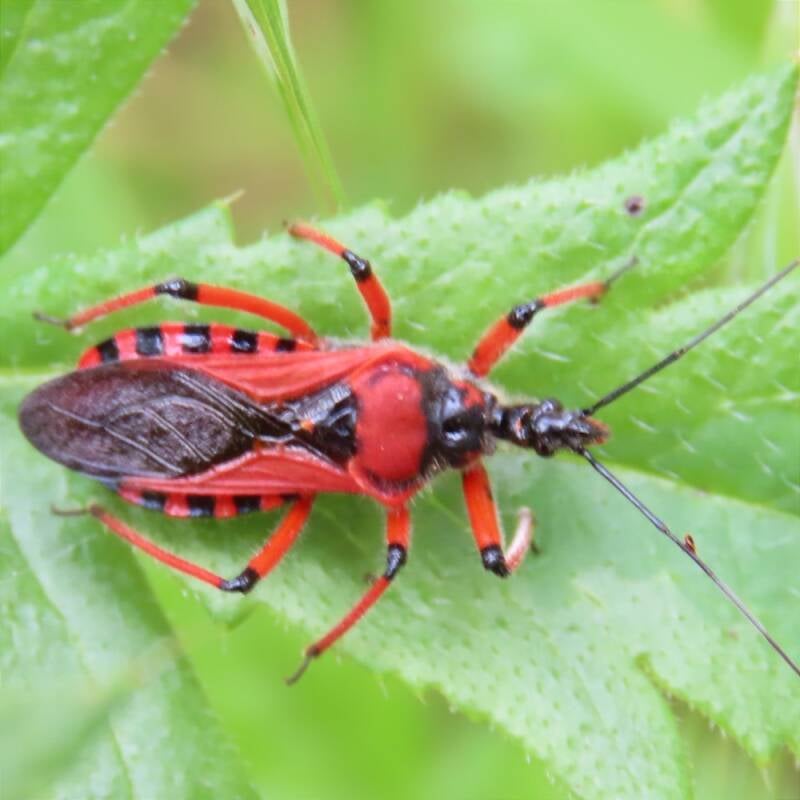 Raubwanzen / Wanzen / Insekten | Entomologie-Schwabe