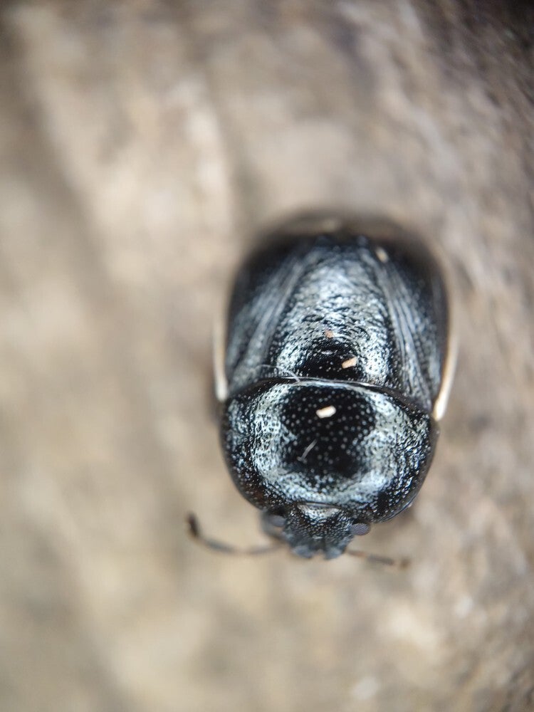 Erdwanzen / Wanzen / Insekten | Entomologie-Schwabe