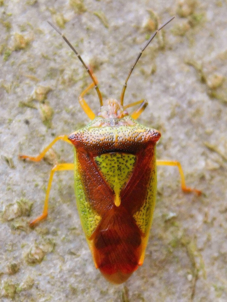 Stachelwanzen / Wanzen / Insekten | Entomologie-Schwabe