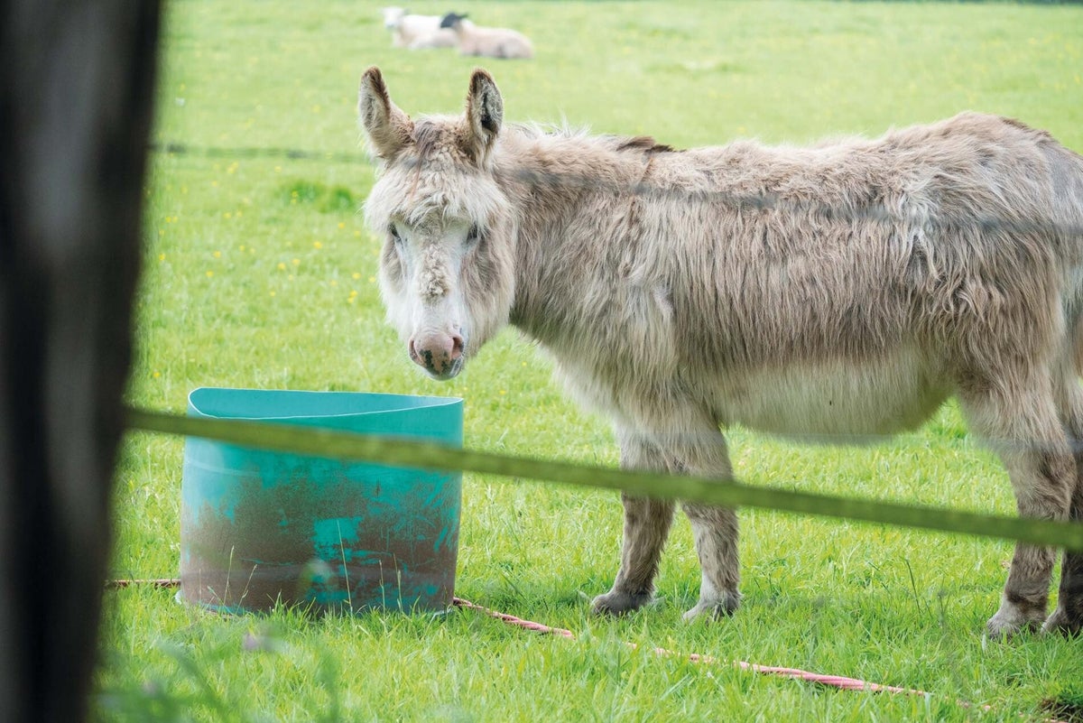 Our Animals | Greenfields