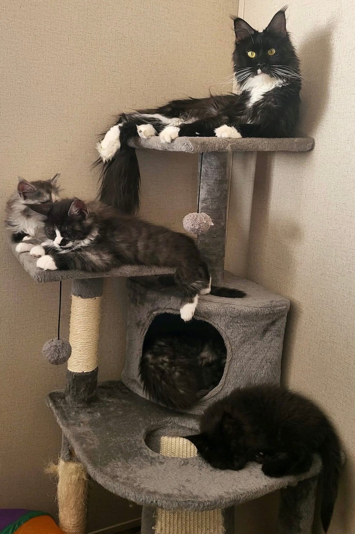 Previous Litters | Maine Coon Cattery
