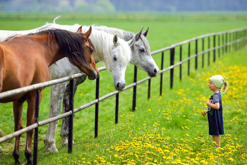 Paardenvoeders / Hobbyvoeders | vanderbijlmengvoeders