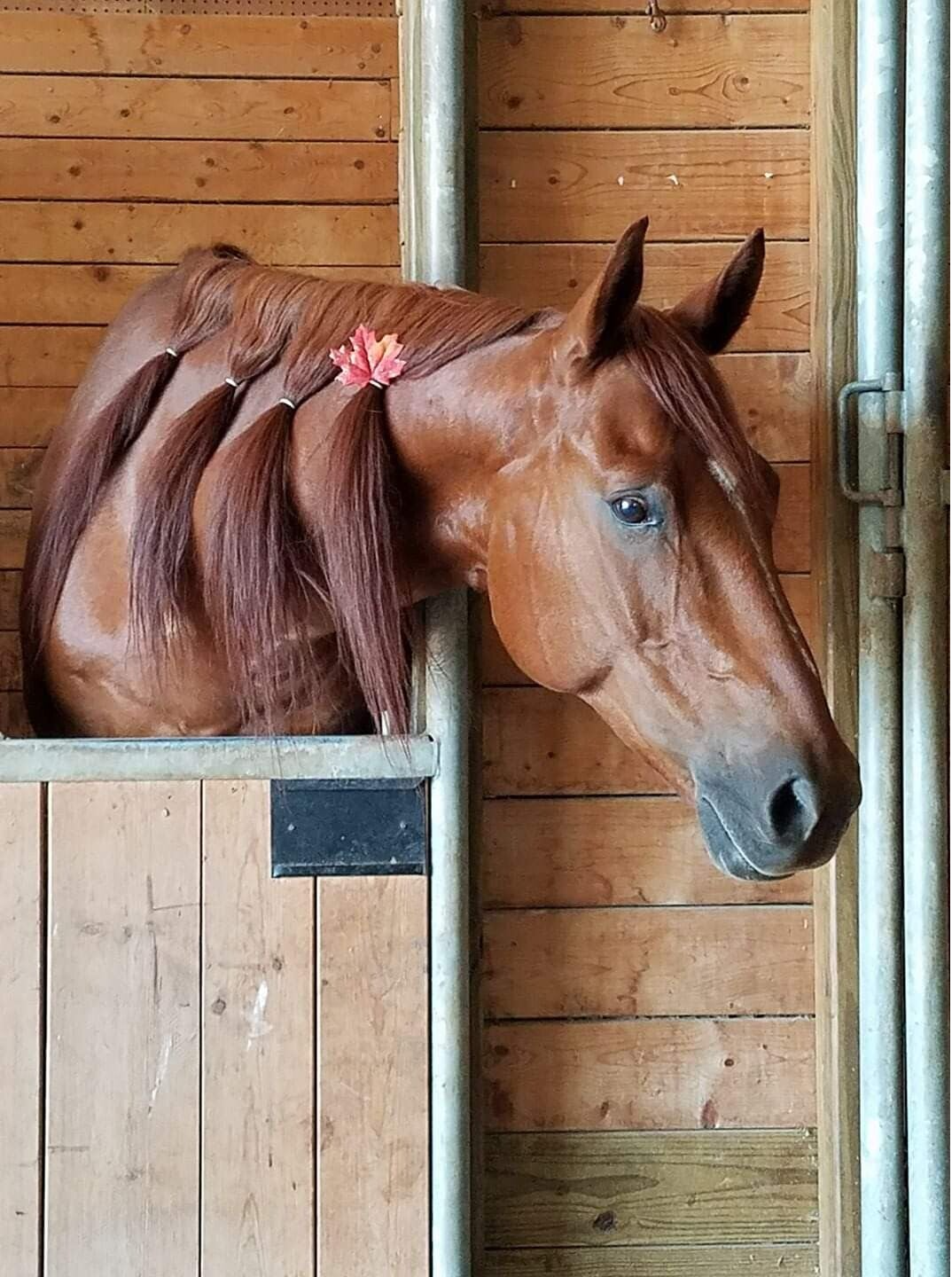 Stall Reservations | BPH Events