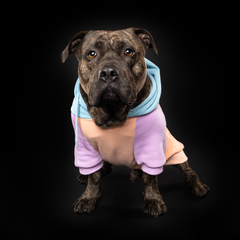 Sparkpaws Official | The Unleashed Company