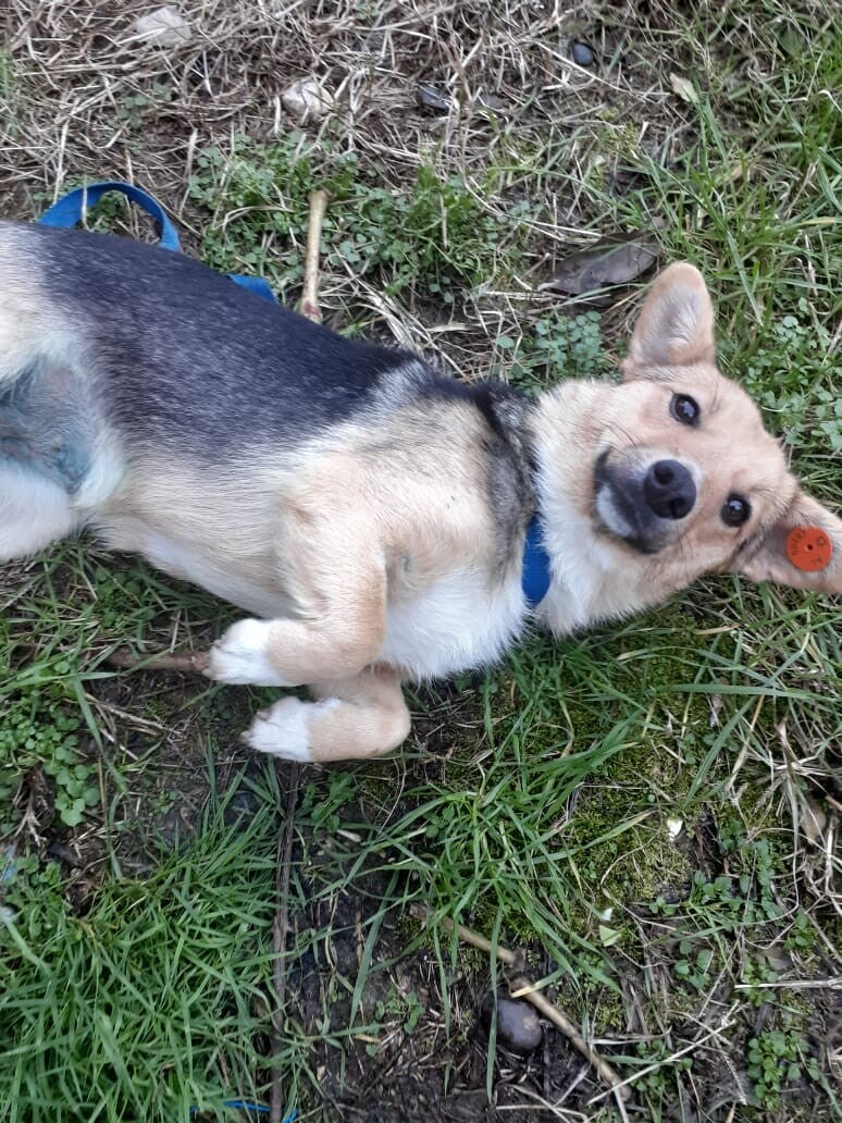 HOPE FOR STRAY DOGS & CATS IN ALBANIA