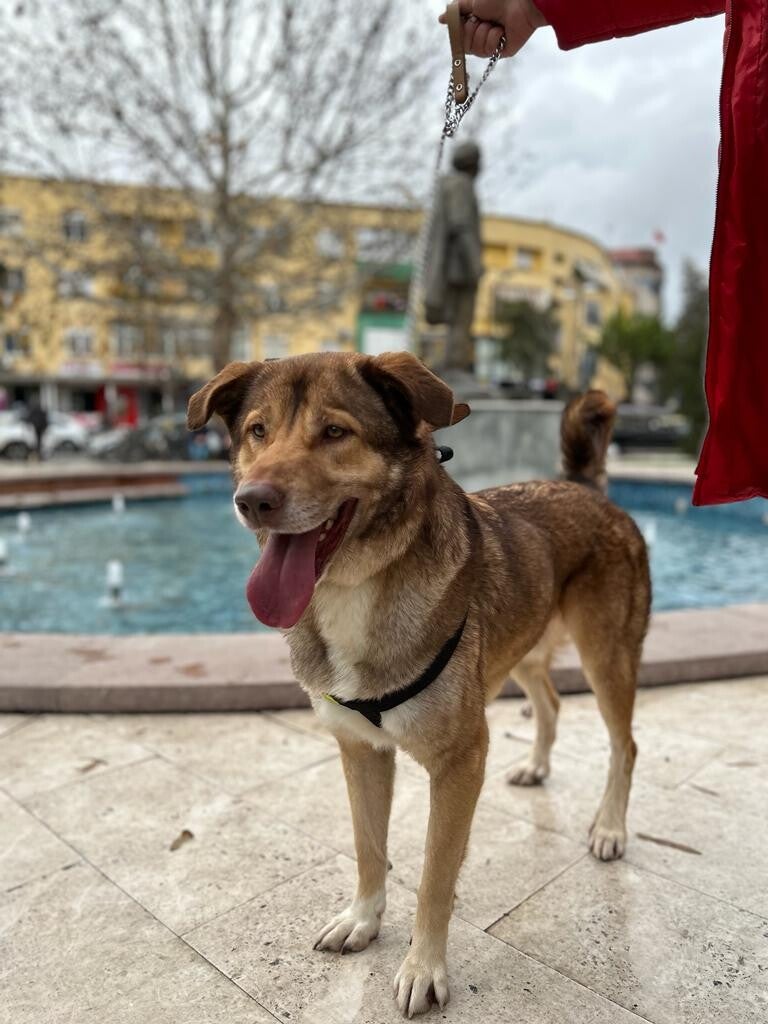 HOPE FOR STRAY DOGS & CATS IN ALBANIA