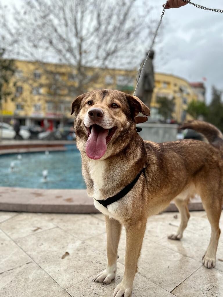 HOPE FOR STRAY DOGS & CATS IN ALBANIA