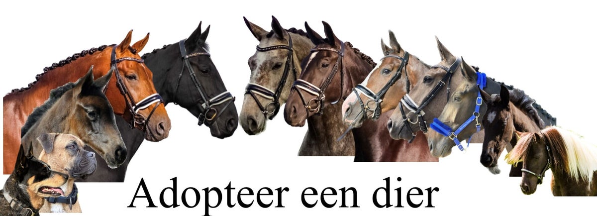 Adopteer een dier | Stal Sans Souci