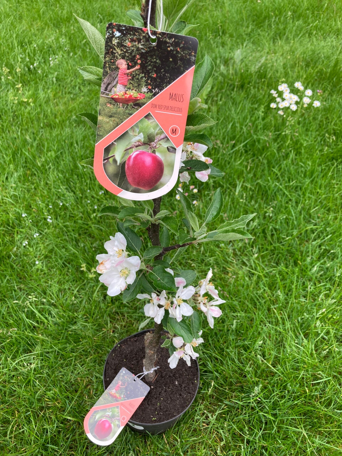 'Red Spur Delicious' Mini appelboom 100 cm | Compact Fruit