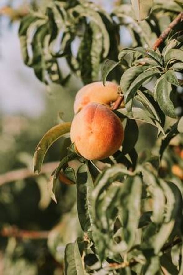 'Melred' Handzame perzikboom | Compact Fruit