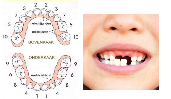 melkgebit naar blijvend gebit | Hetbelangrijkegebit