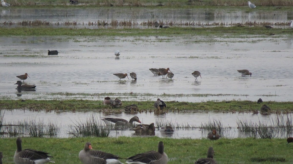 Inundatiebeheer pldr Langeweide RWK | www.groenehartfotografie.nl