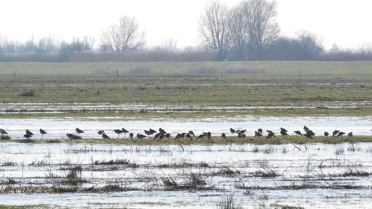 Inundatiebeheer pldr Langeweide RWK | www.groenehartfotografie.nl