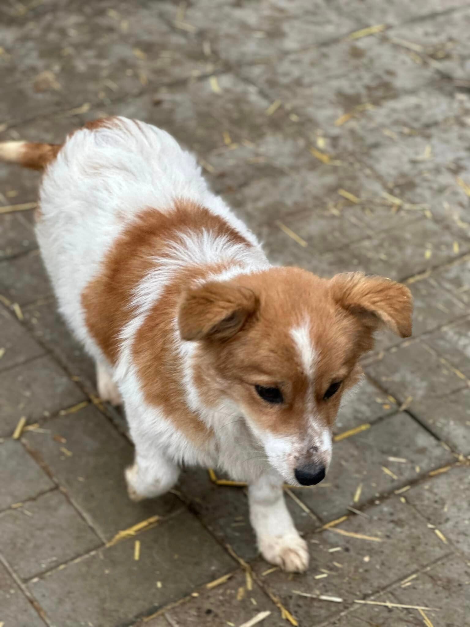 KLEINE HONDJES ter ADOPTIE / * HONDEN ter Adoptie | Stichting ...