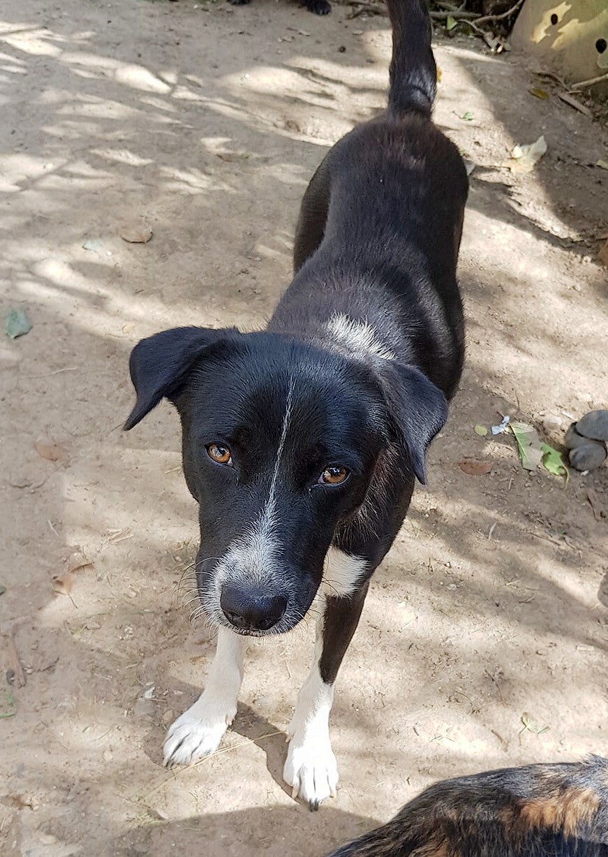 MIDDELMAAT TEEFJES ter ADOPTIE / * HONDEN ter Adoptie | Stichting Friends4Straydogs