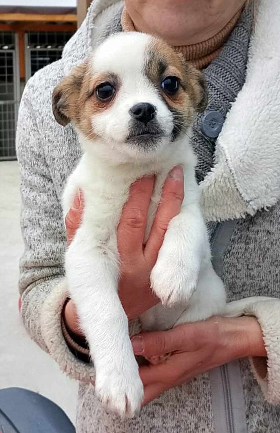 KLEINE HONDJES TEEFJES - Ter Adoptie / * HONDEN ter Adoptie | Stichting ...
