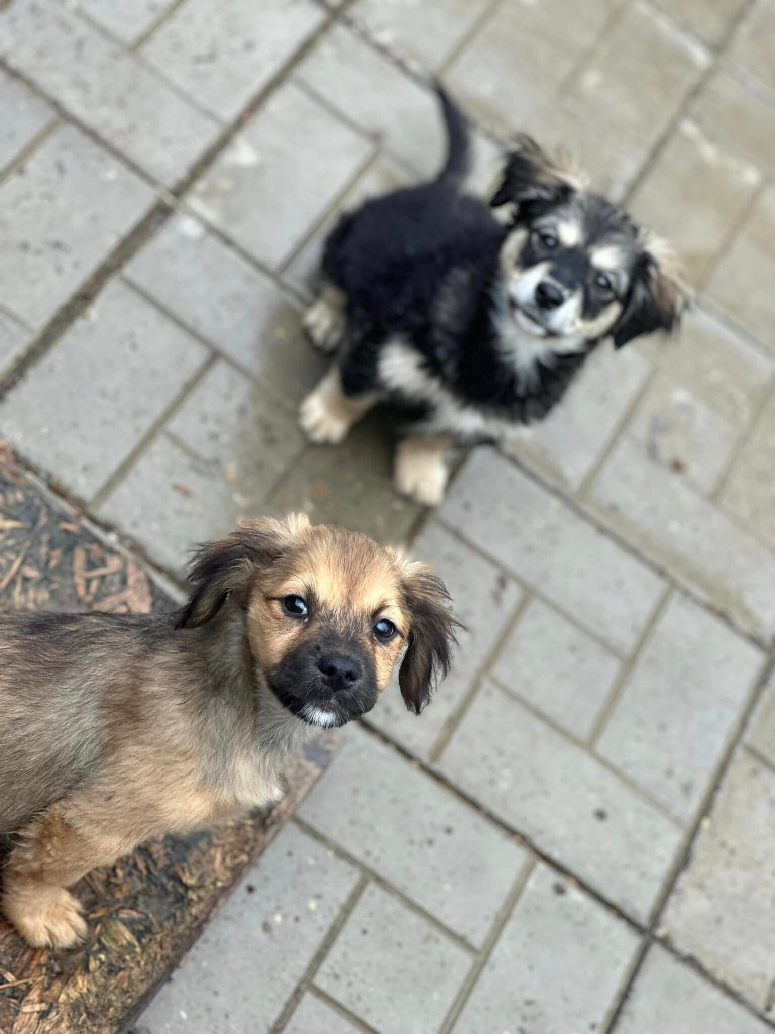 KLEINE HONDJES REUTJES - Ter Adoptie / * HONDEN ter Adoptie | Stichting ...