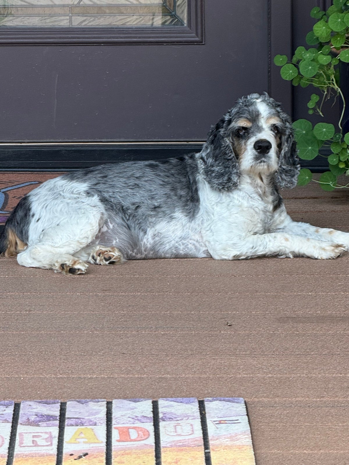 Our Animals | Backbone Animal Rescue and Sanctuary