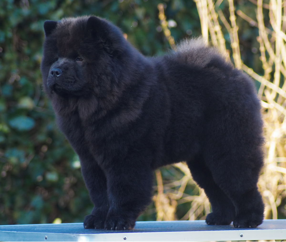 Hera Honorine van het Bossche Front | Honorinas