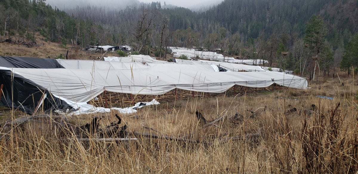 About | Forest Reclamation