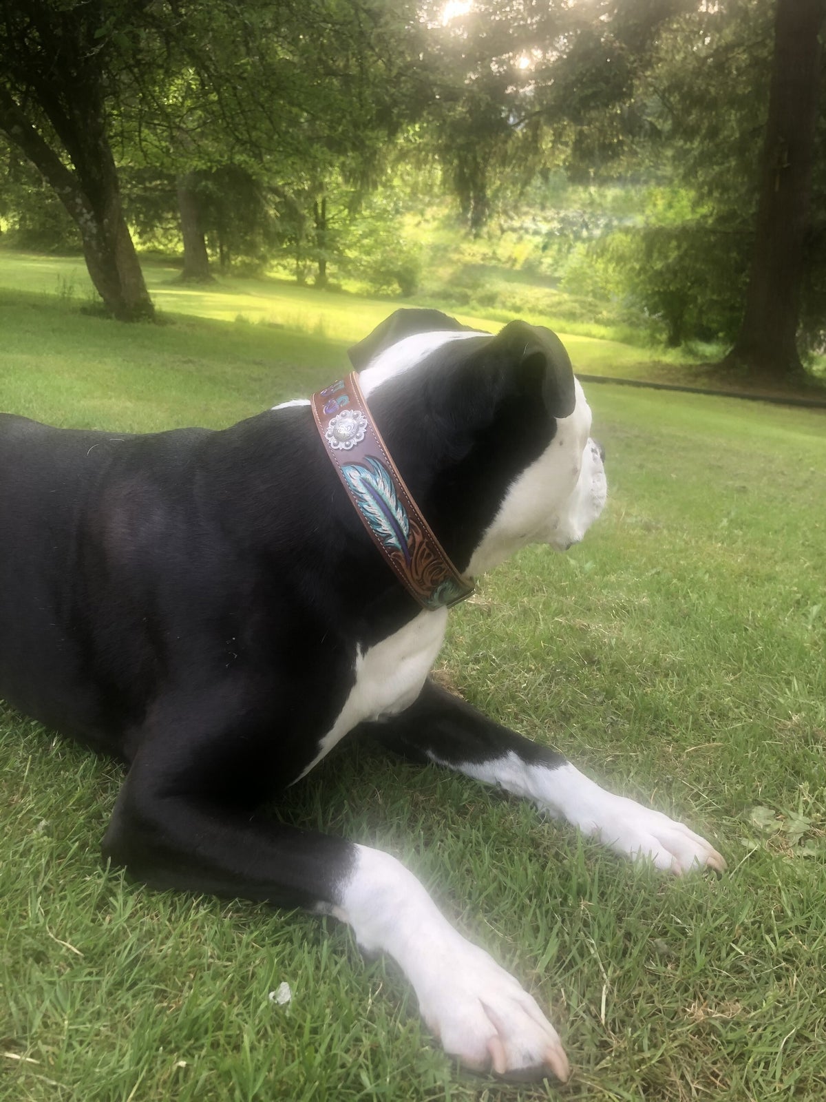 Meet Gus | Gus' Playground LLC