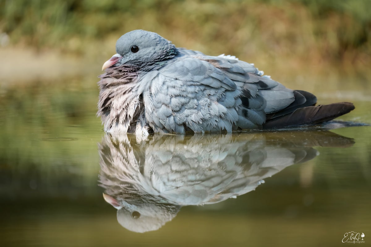 Holenduif / Duifachtige / Vogels / Portfolio | ea-natuurfotografie.nl