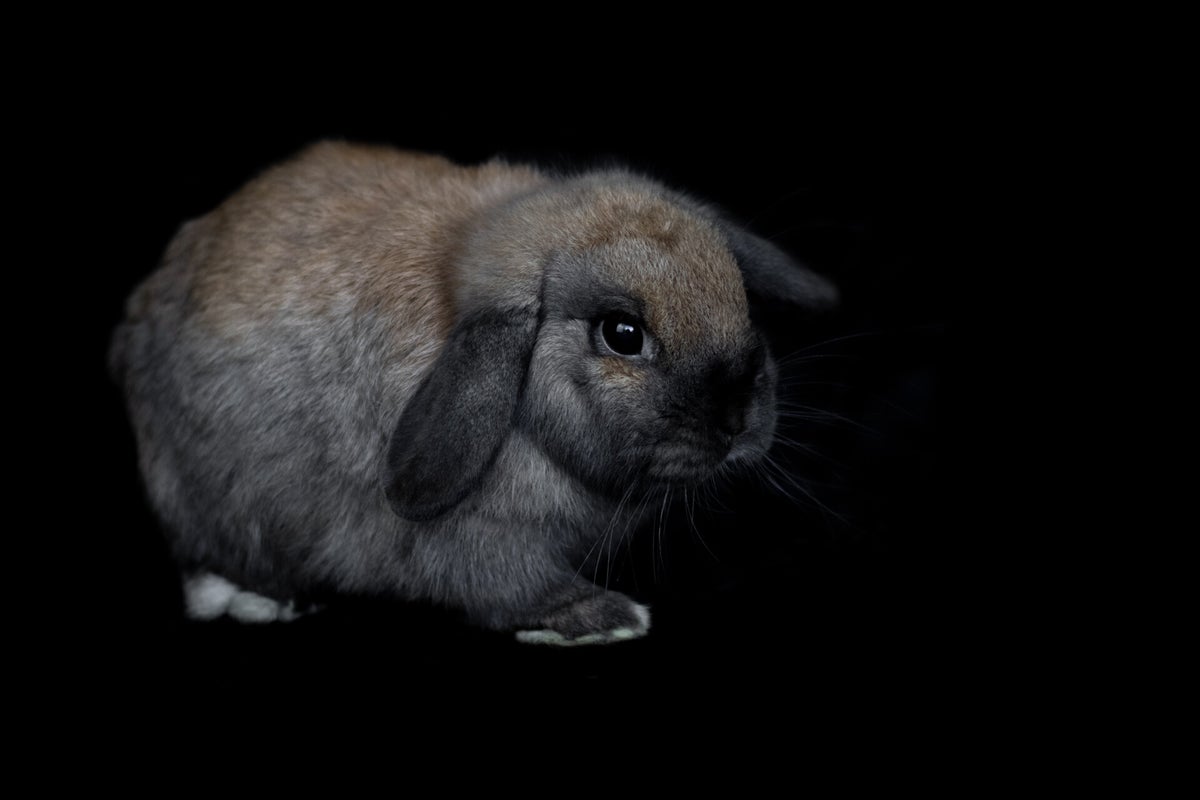 Nederlandse hangoor dwerg / Rassen | Dwerg konijnen te koop