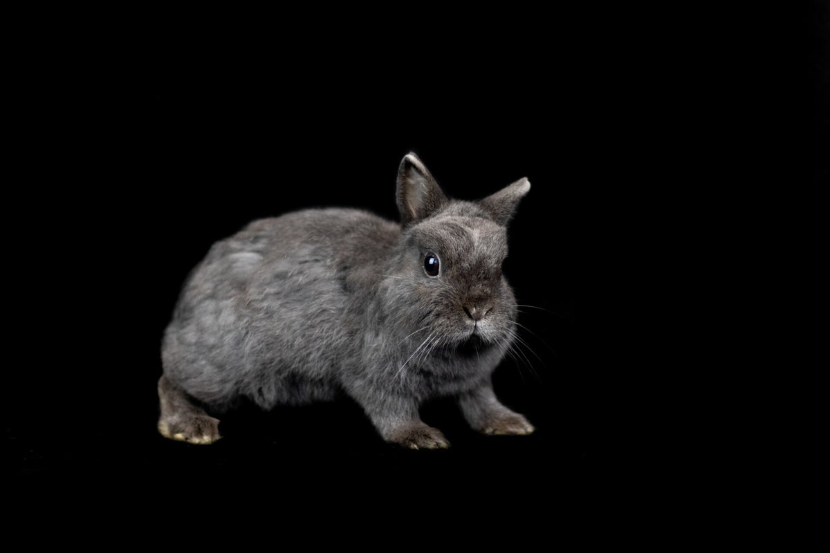 Dwerg / Rassen | Dwerg konijnen te koop