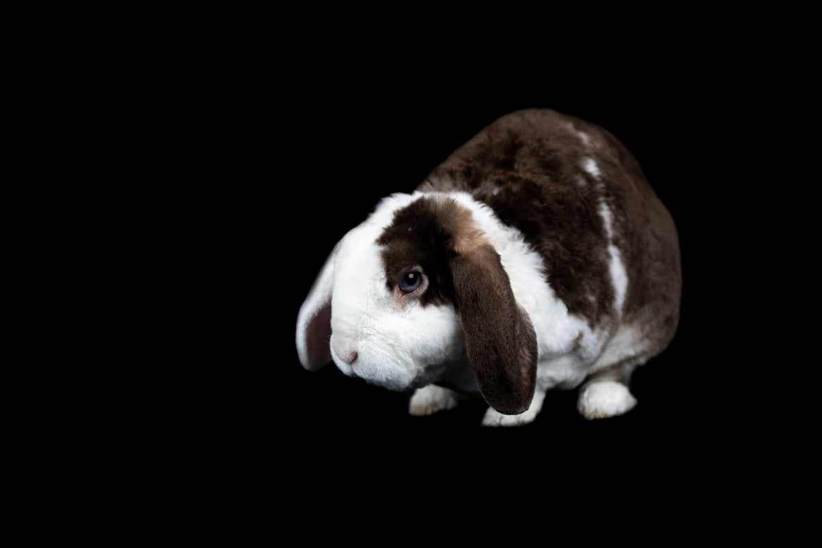 Rex hangoor / Rassen | Dwerg konijnen te koop