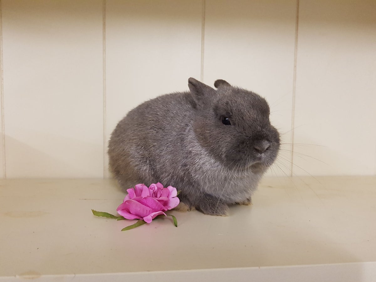 Dwerg / Rassen | Dwerg konijnen te koop