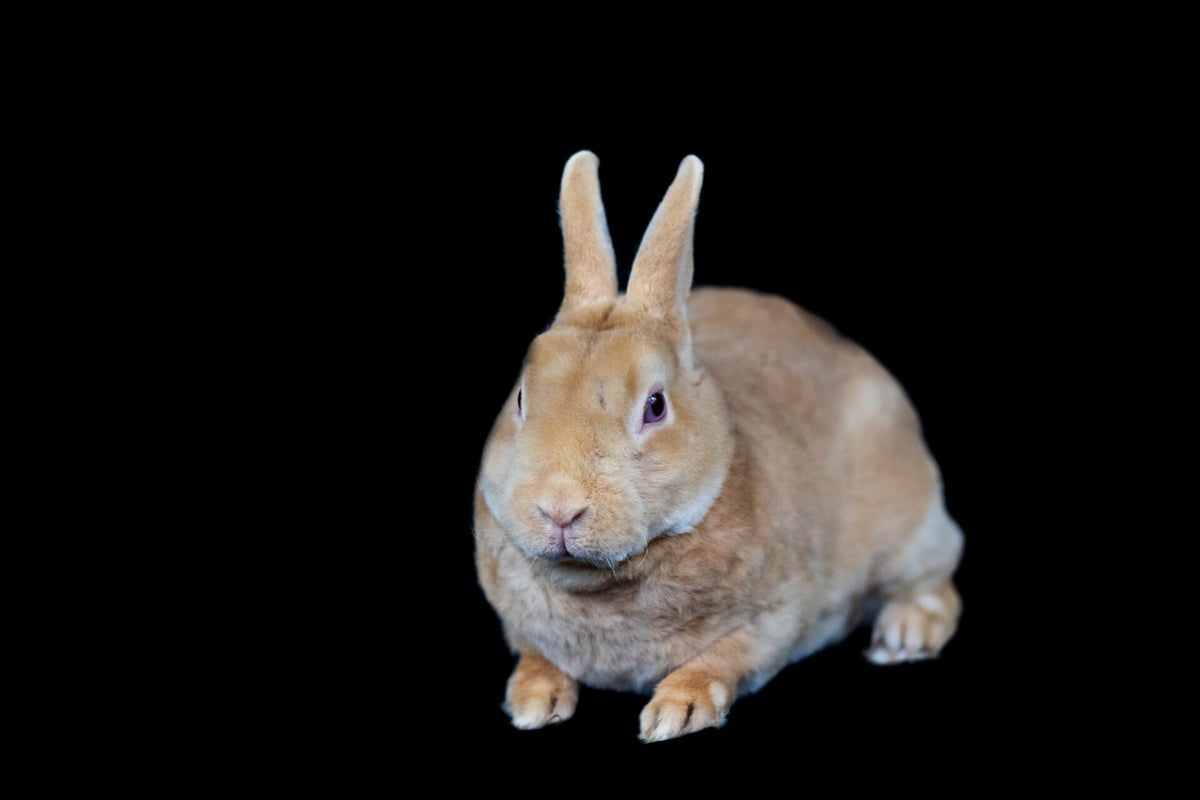 Rex dwerg / Rassen | Dwerg konijnen te koop