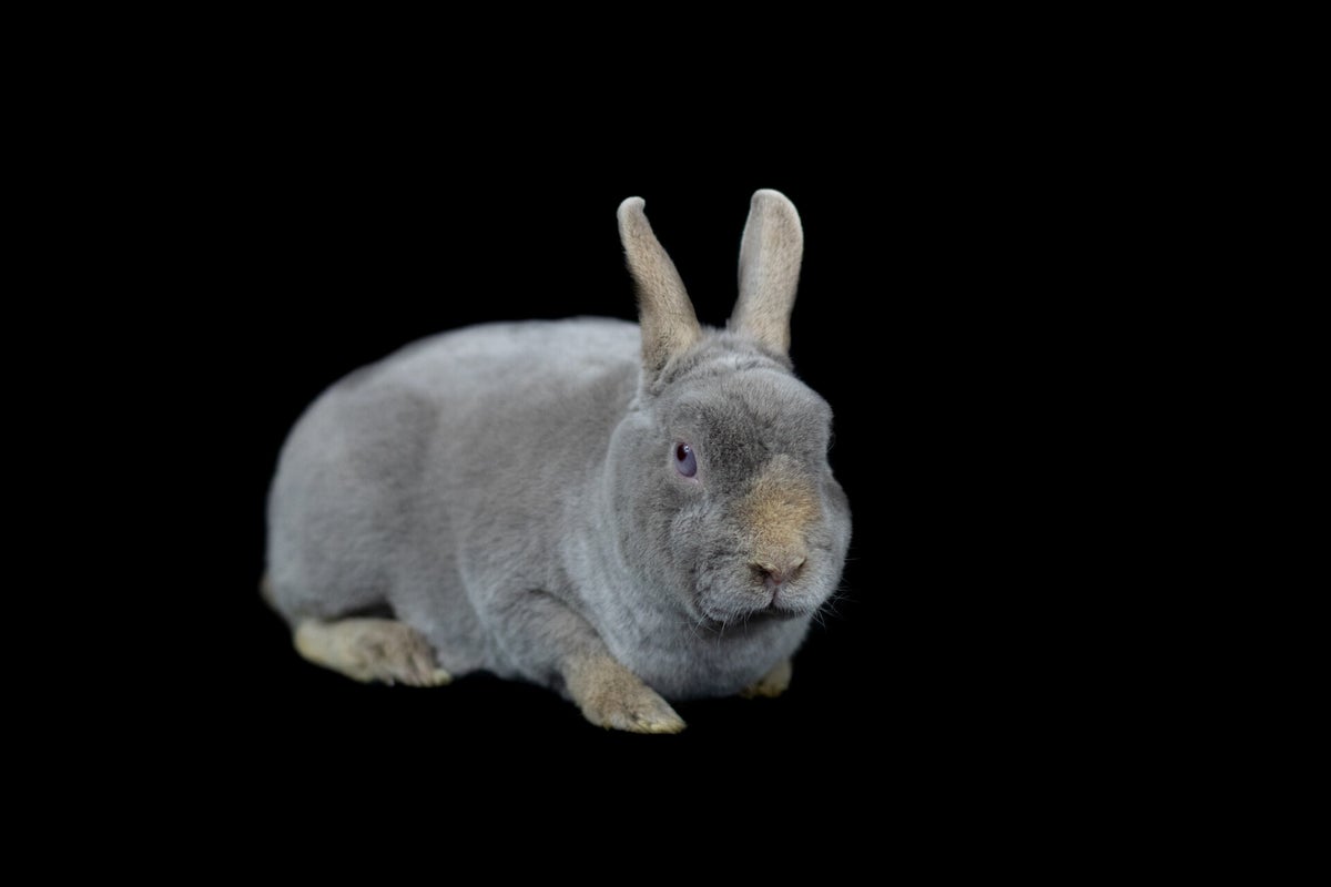 Rex dwerg / Rassen | Dwerg konijnen te koop