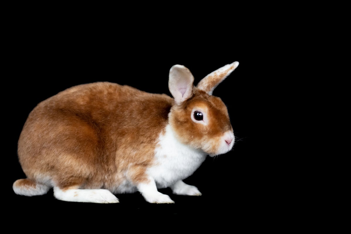 Rex dwerg / Rassen | Dwerg konijnen te koop