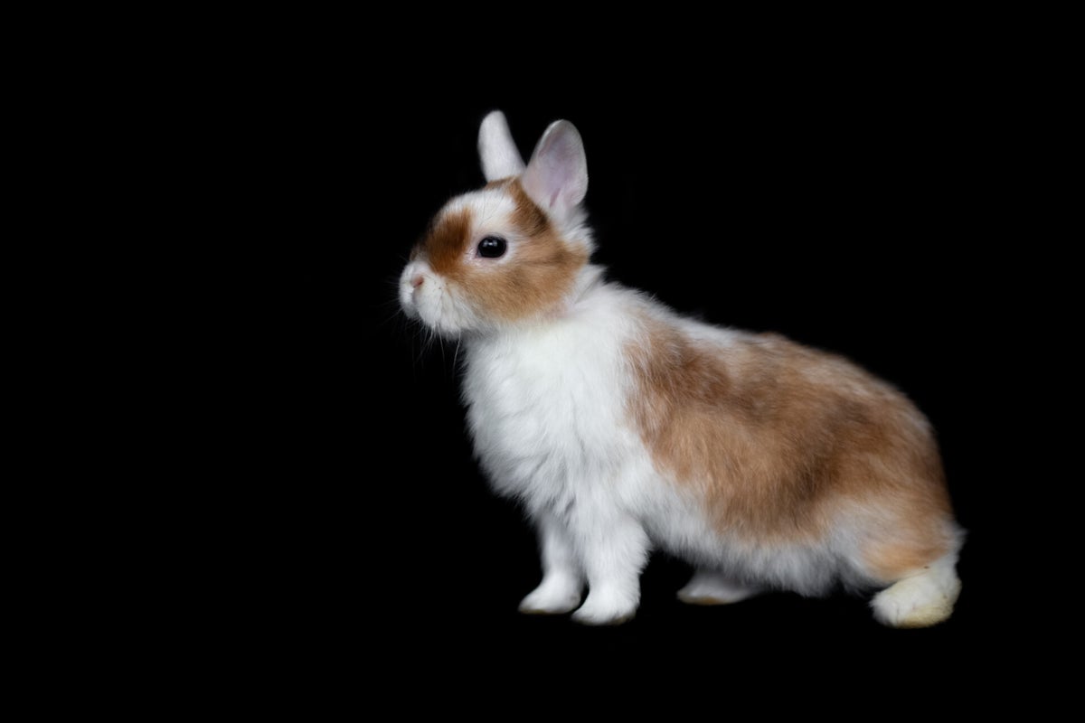 Dwerg / Rassen | Dwerg konijnen te koop