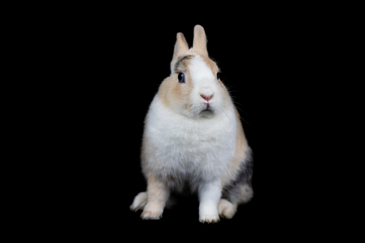 Dwerg / Rassen | Dwerg konijnen te koop