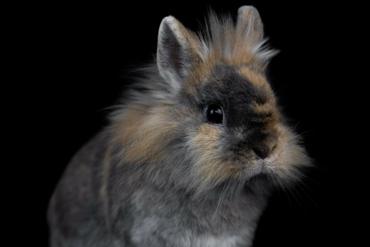 Leeuwenkop dwerg / Rassen | Dwerg konijnen te koop