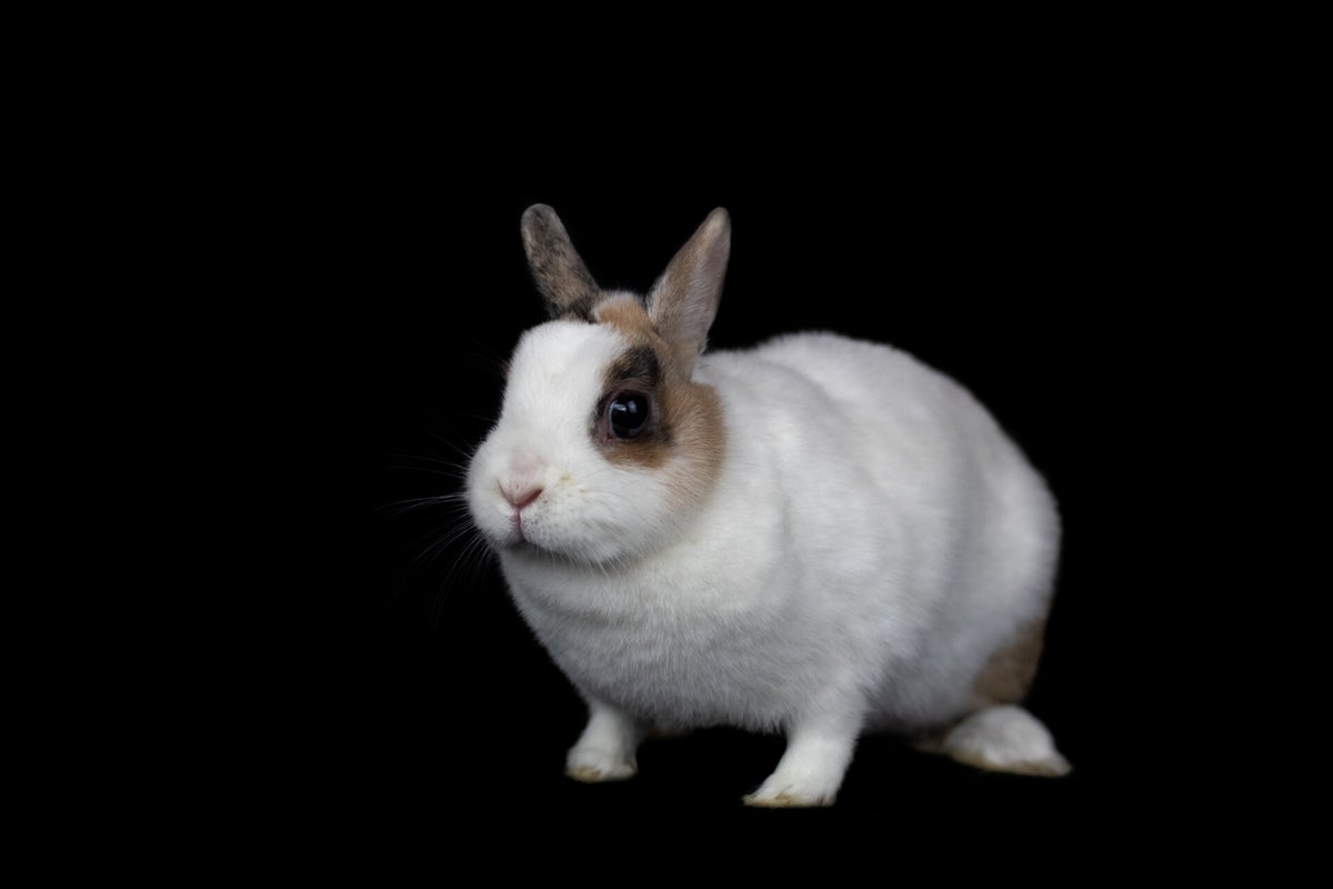 Dwerg / Rassen | Dwerg konijnen te koop