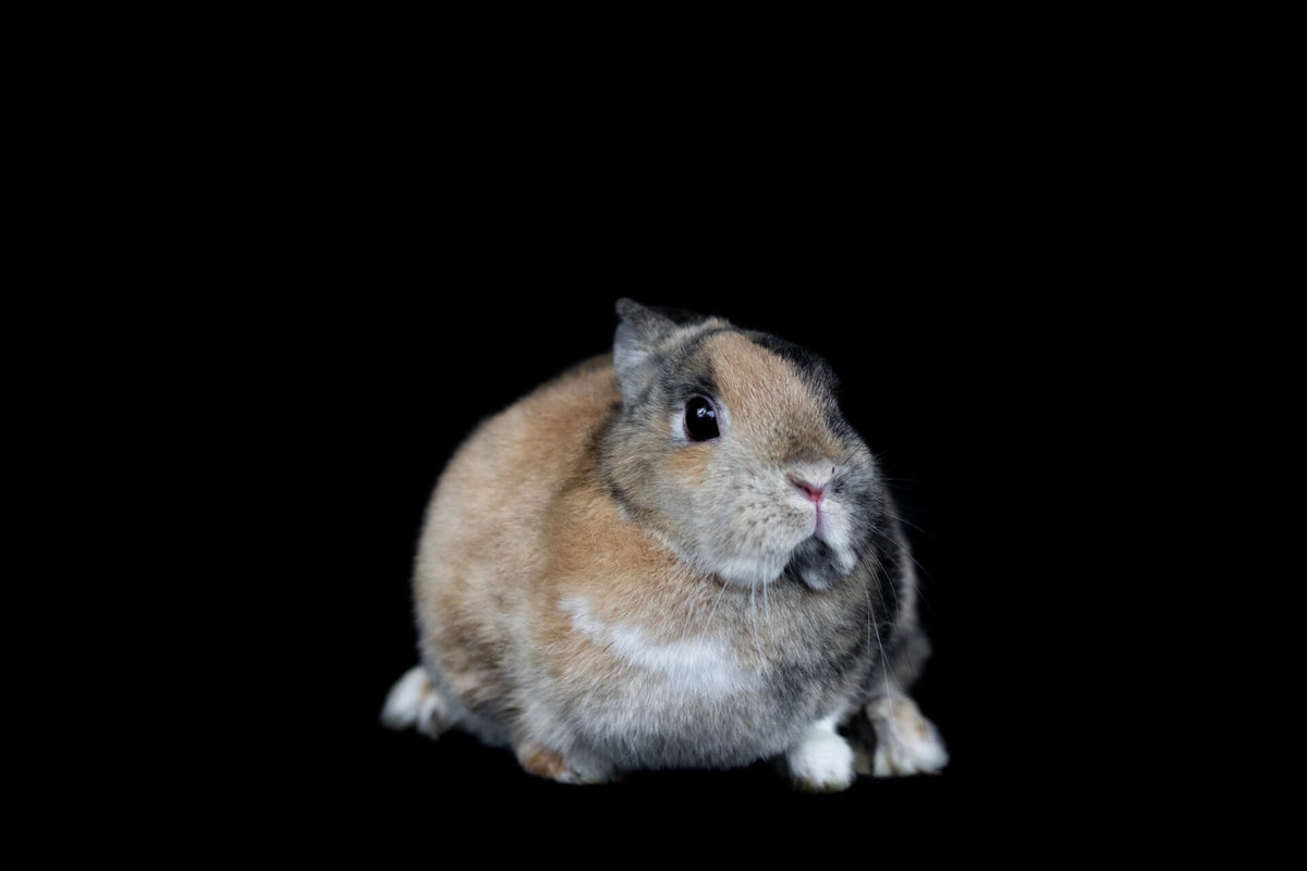 Dwerg / Rassen | Dwerg konijnen te koop