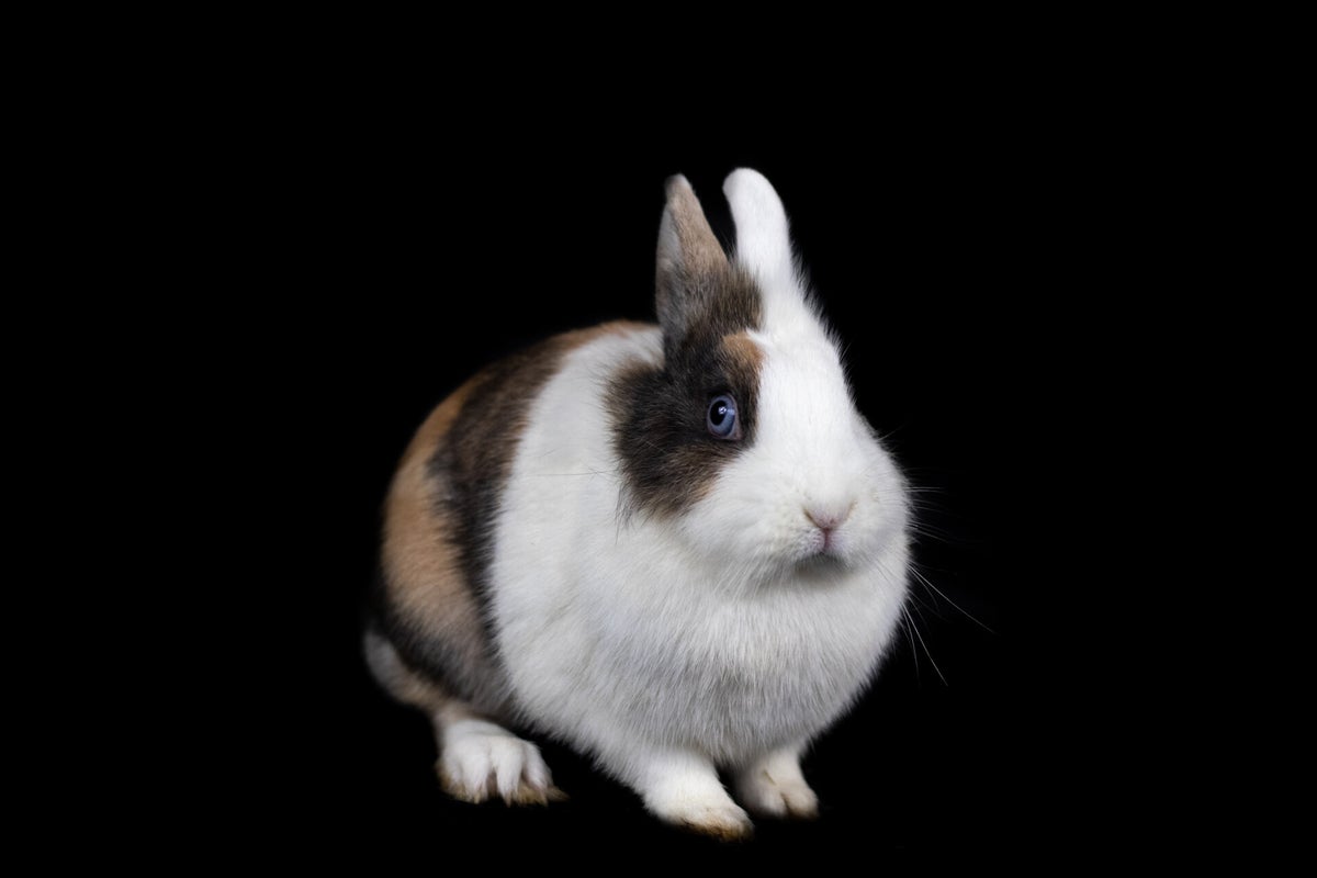 Leeuwenkop dwerg / Rassen | Dwerg konijnen te koop