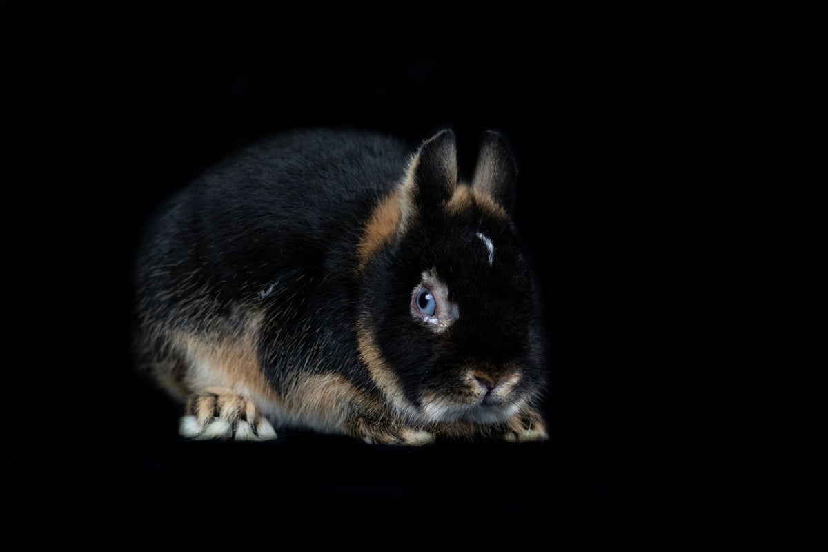 Dwerg / Rassen | Dwerg konijnen te koop