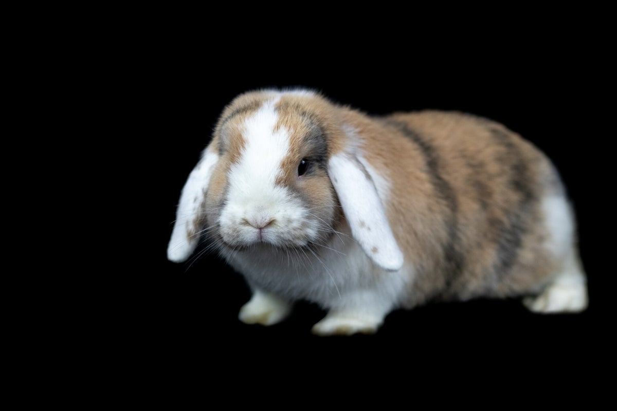 Nederlandse hangoor dwerg / Rassen | Dwerg konijnen te koop