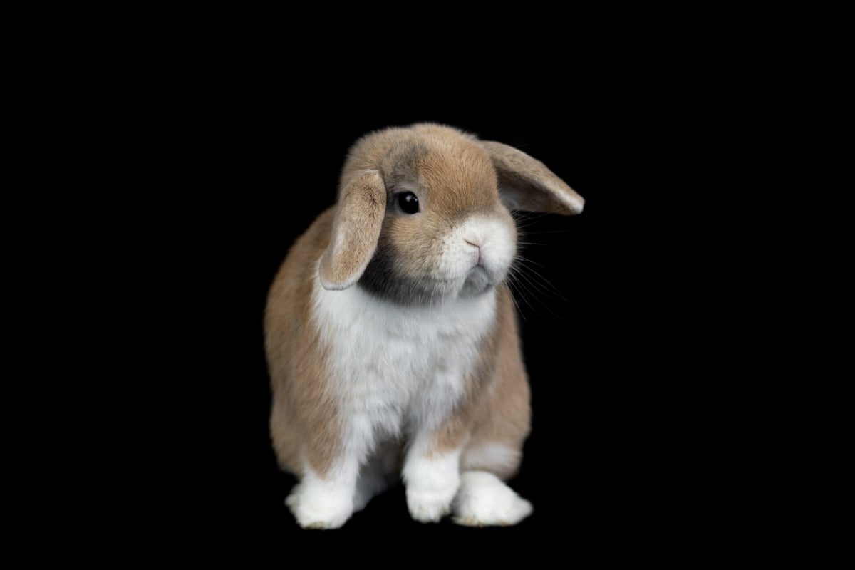 Nederlandse hangoor dwerg / Rassen | Dwerg konijnen te koop