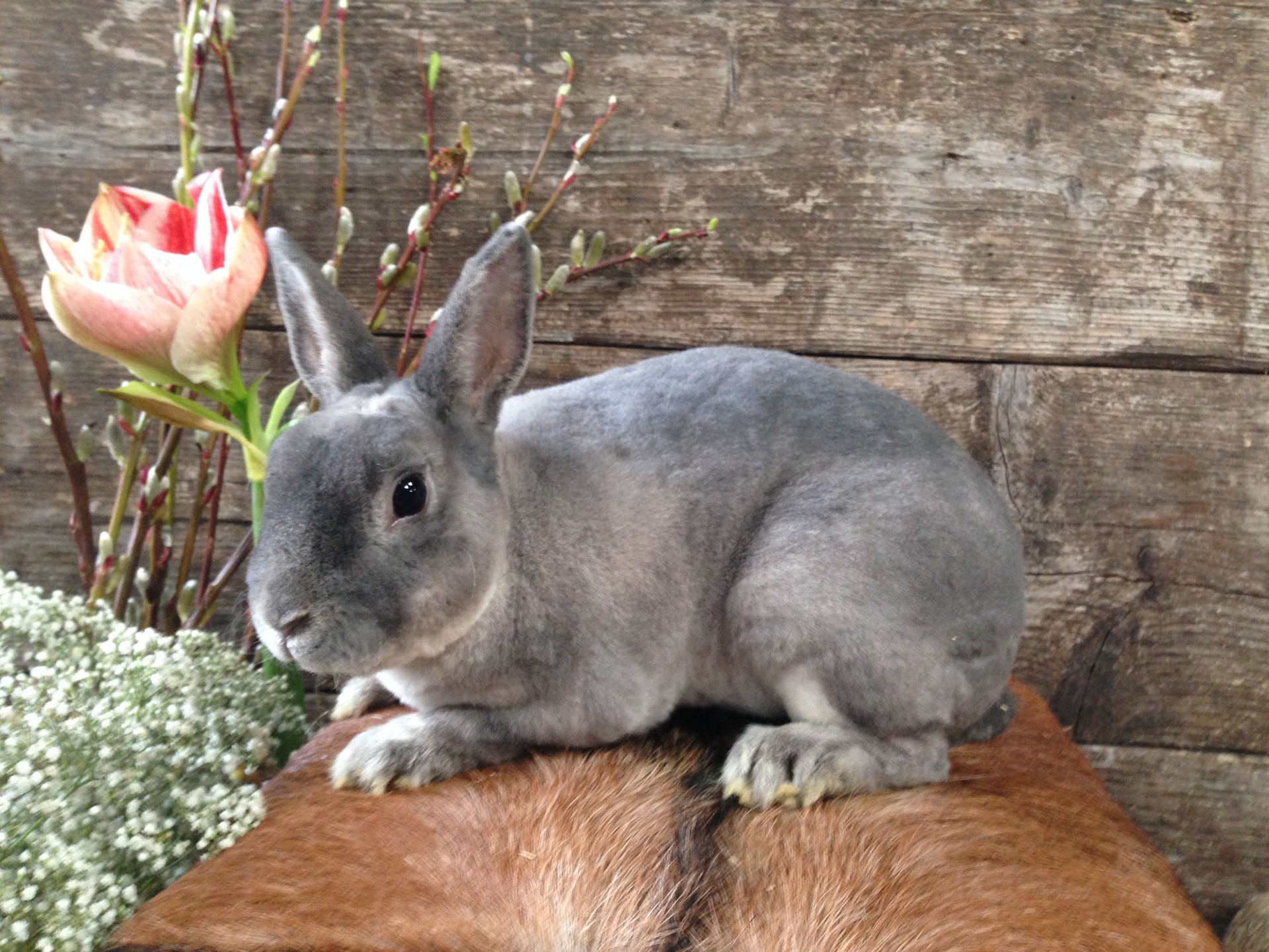 Rex dwerg / Rassen | Dwerg konijnen te koop