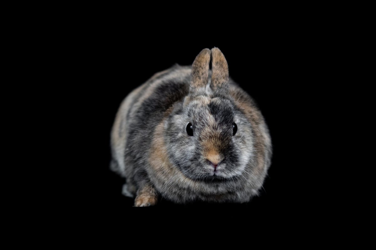 Dwerg / Rassen | Dwerg konijnen te koop