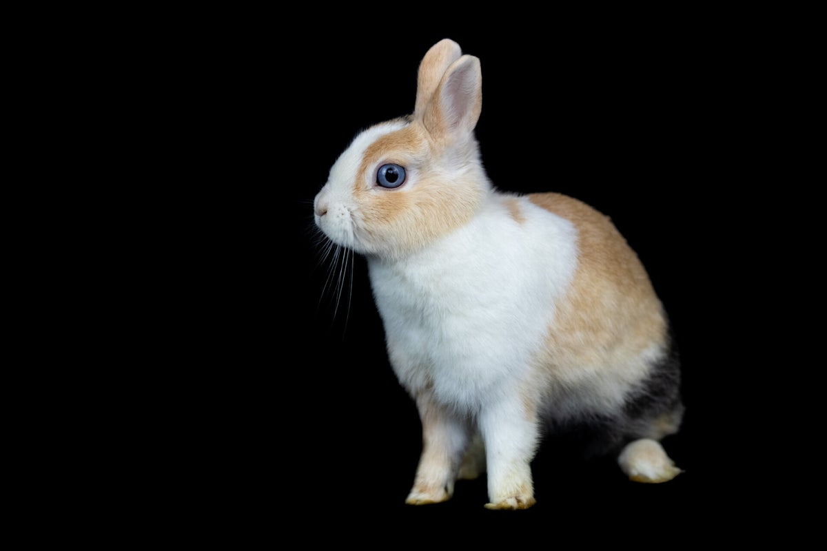 Dwerg / Rassen | Dwerg konijnen te koop