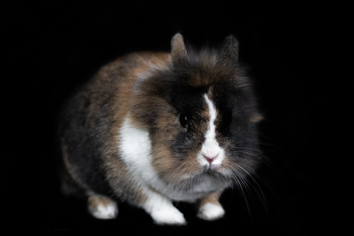 Leeuwenkop dwerg / Rassen | Dwerg konijnen te koop