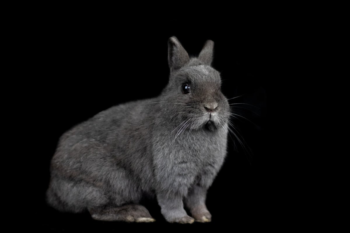 Dwerg / Rassen | Dwerg konijnen te koop